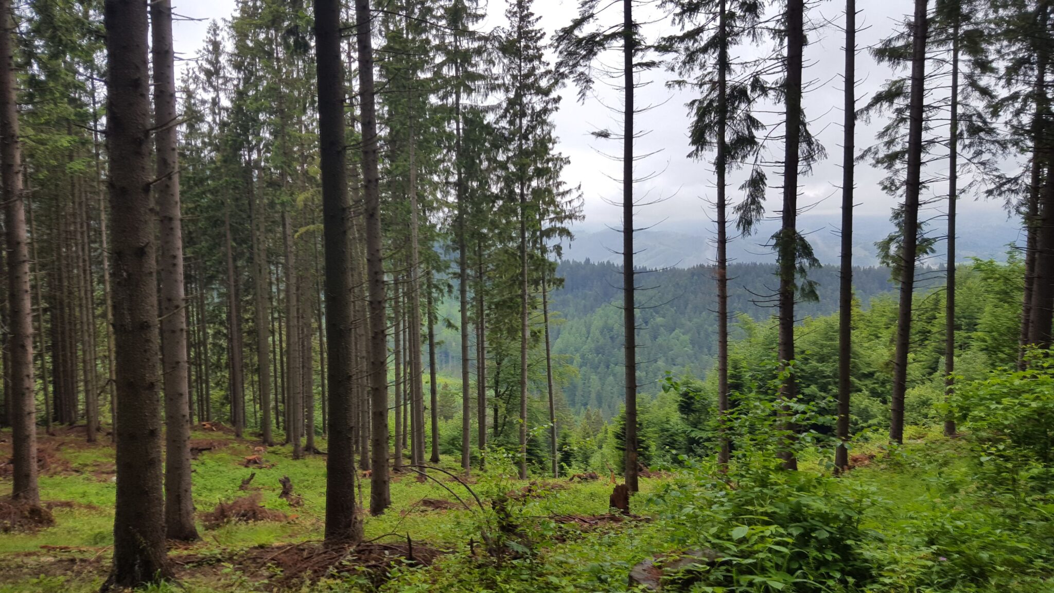 La cort in Bucegi. Bran - Clincea - Culmea Tiganesti - Partea 1 ...
